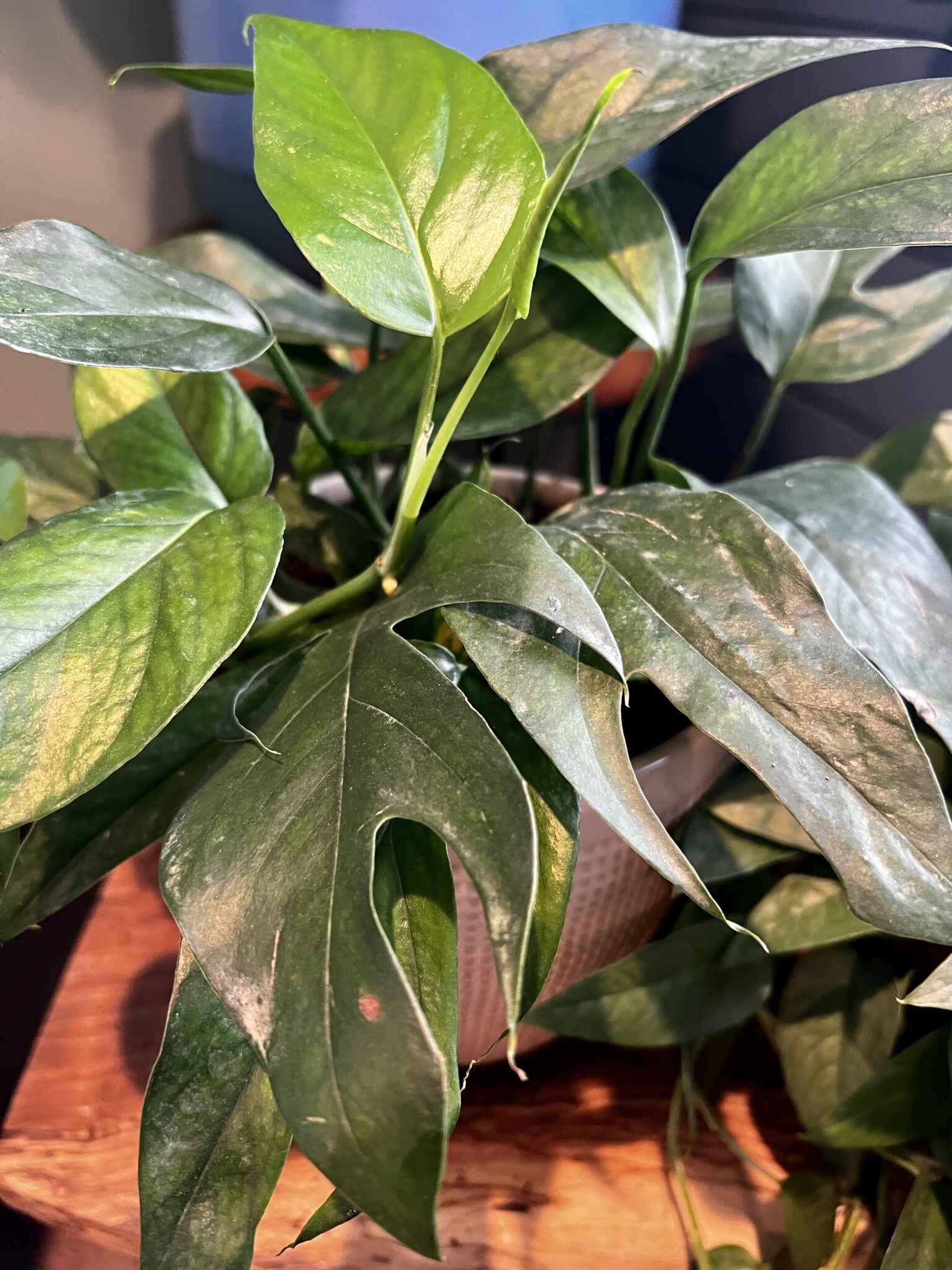 How to propagate baltic blue pothos - keep your plants alive