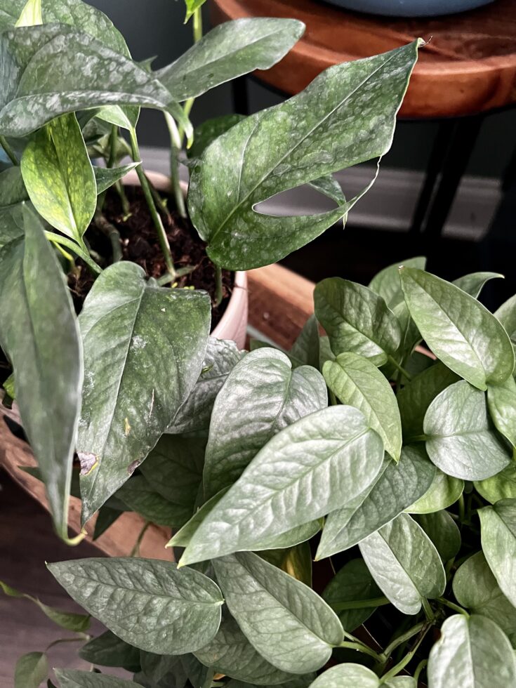 Cebu Blue Pothos vs Baltic Blue Pothos - keep your plants alive