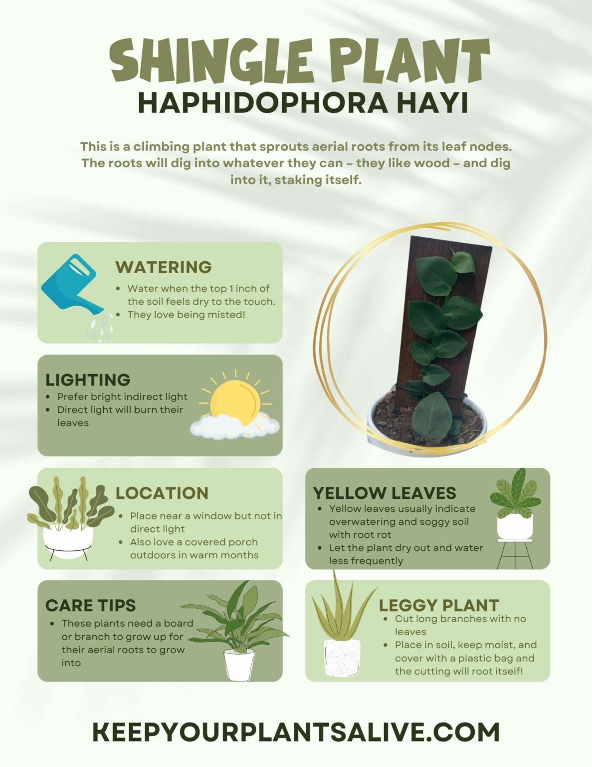 How to care for a shingle plant! - keep your plants alive