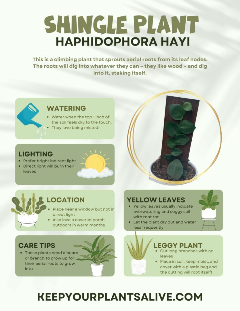 How to care for a shingle plant! - keep your plants alive