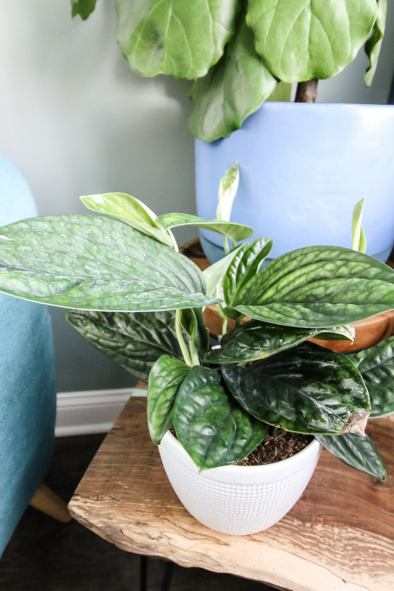 Green Galaxy (Monstera Peru) care guide - keep your plants alive
