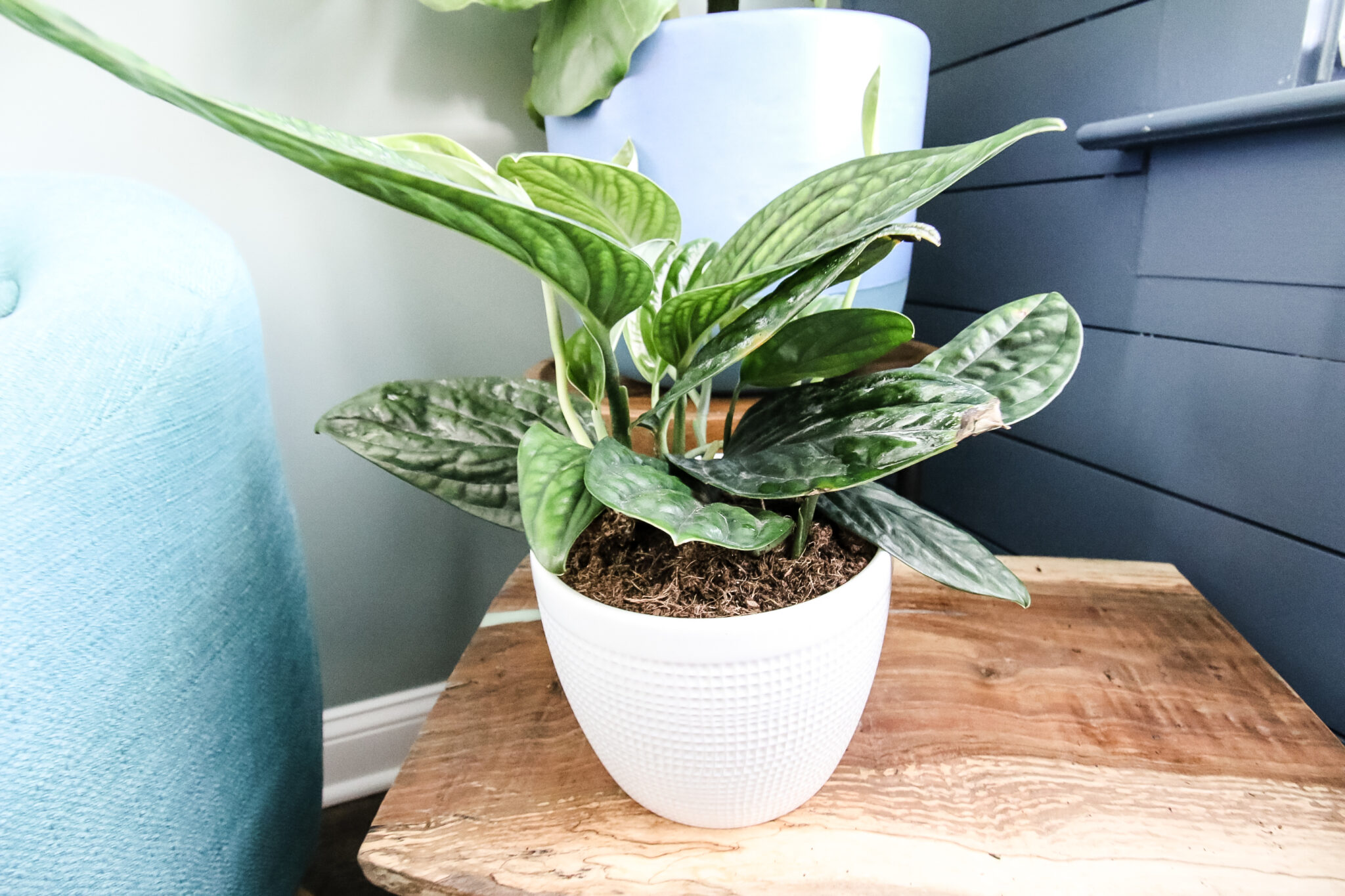 Green Galaxy (Monstera Peru) care guide - keep your plants alive