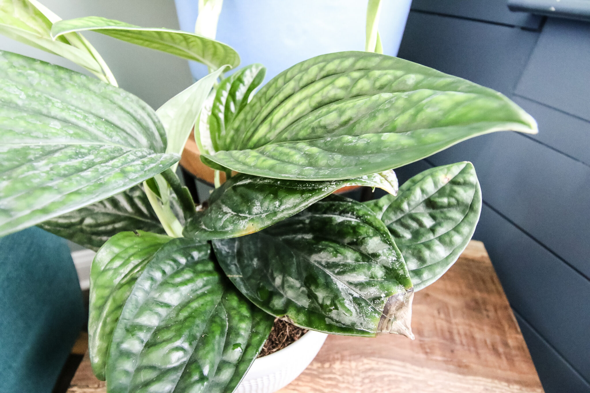 Green Galaxy (Monstera Peru) care guide - keep your plants alive