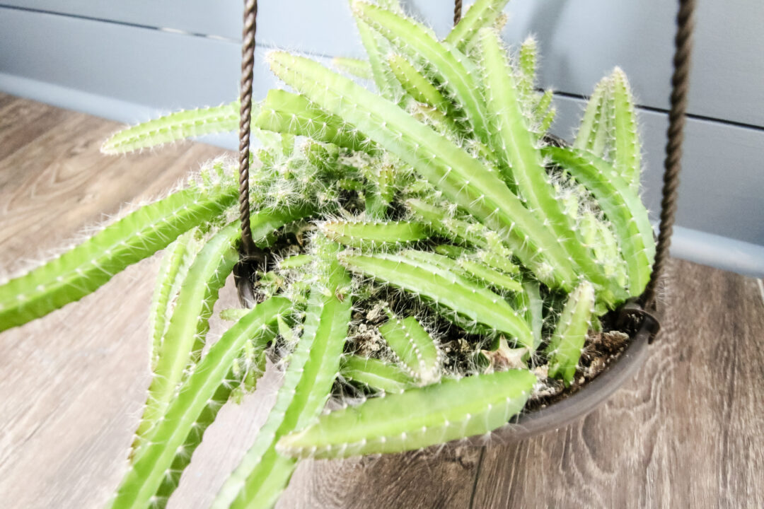 The complete Dog tail Cactus care guide - keep your plants alive