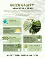 Green Galaxy (Monstera Peru) care guide - keep your plants alive