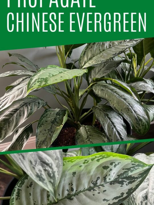 How to propagate an umbrella plant - keep your plants alive