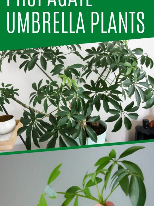 How to propagate chinese evergreen plants - keep your plants alive