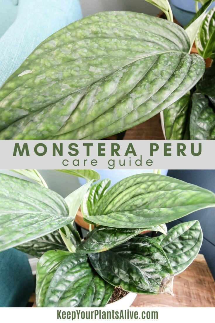 Green Galaxy (Monstera Peru) care guide - keep your plants alive