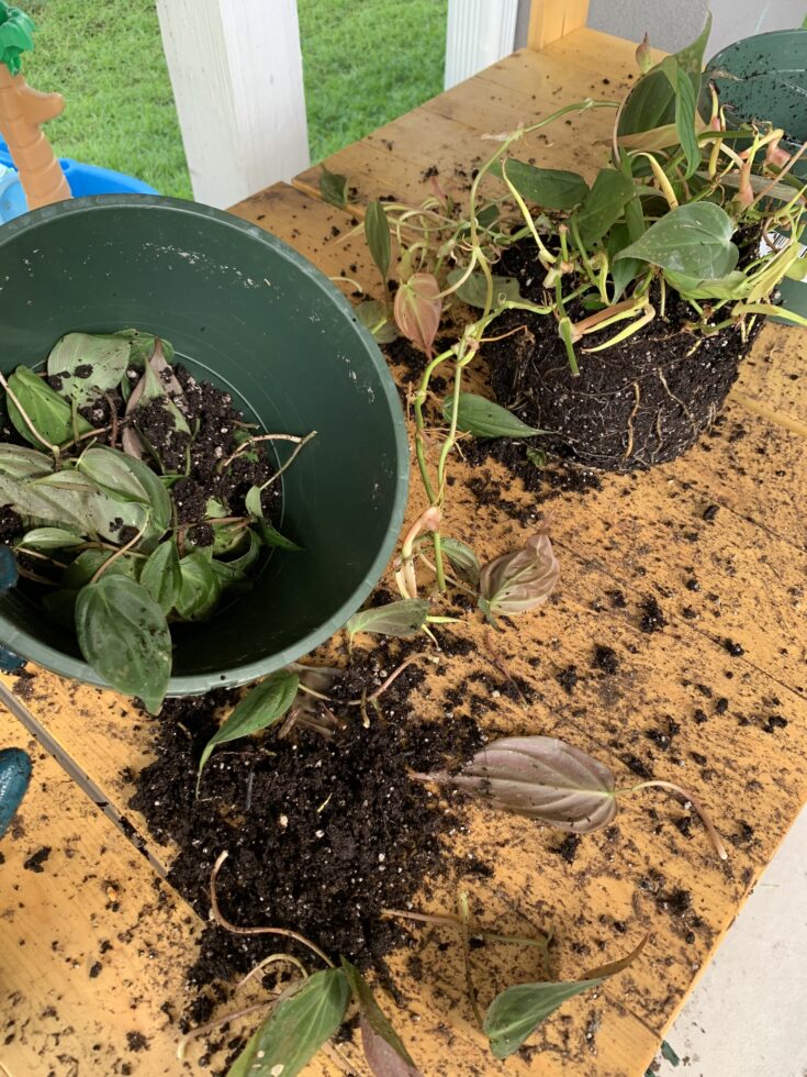 How do you know if your plant has root rot? - keep your plants alive