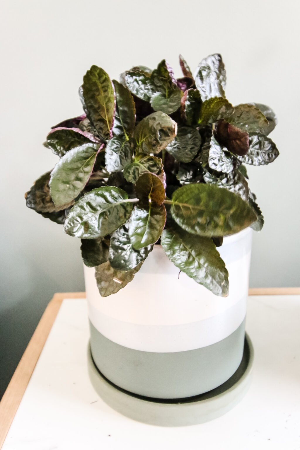 The complete purple waffle plant care guide - keep your plants alive
