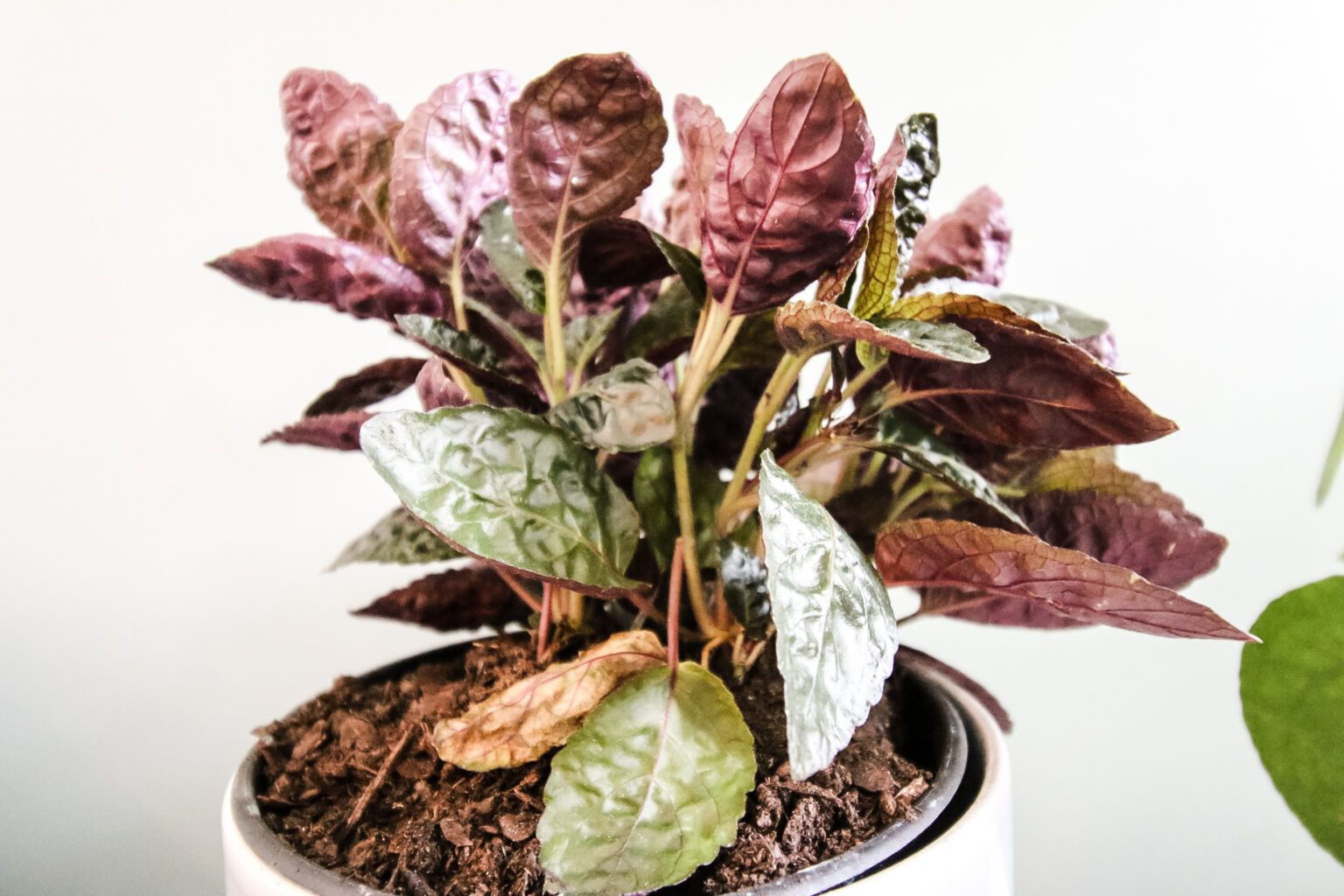 The complete purple waffle plant care guide - keep your plants alive