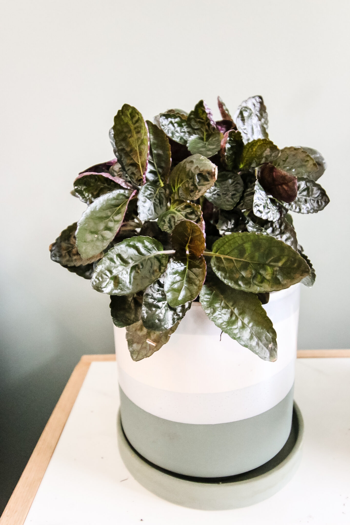 The complete purple waffle plant care guide - keep your plants alive