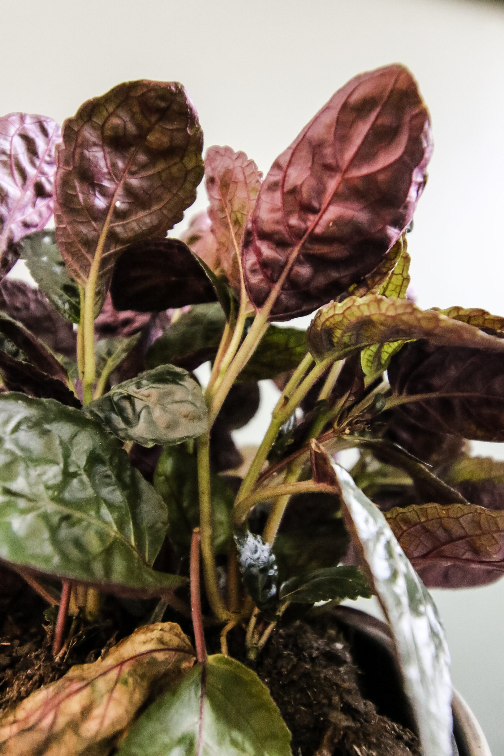 The complete purple waffle plant care guide - keep your plants alive