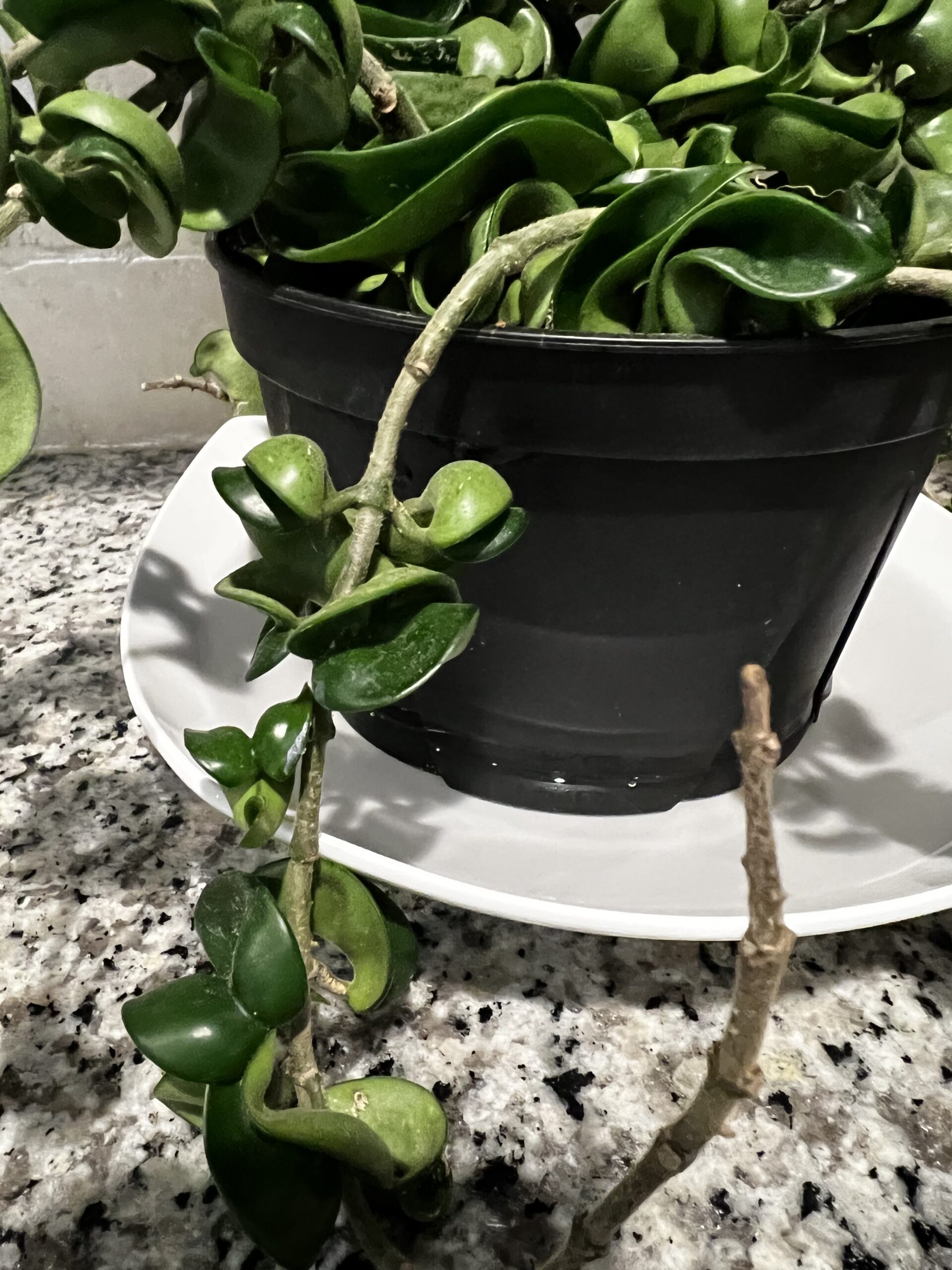 How to bottom water a plant - keep your plants alive