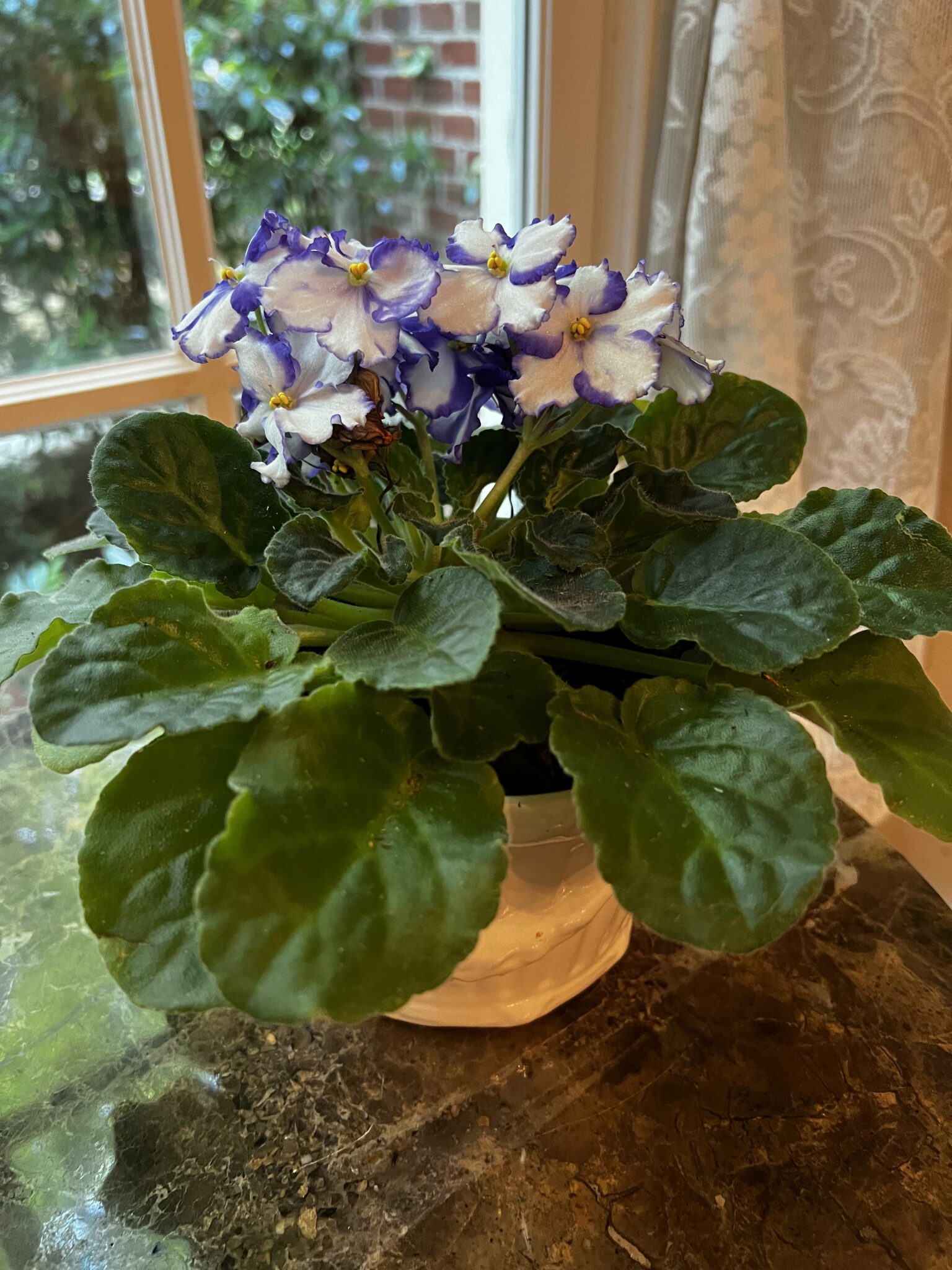 The Best Purple Houseplants - keep your plants alive