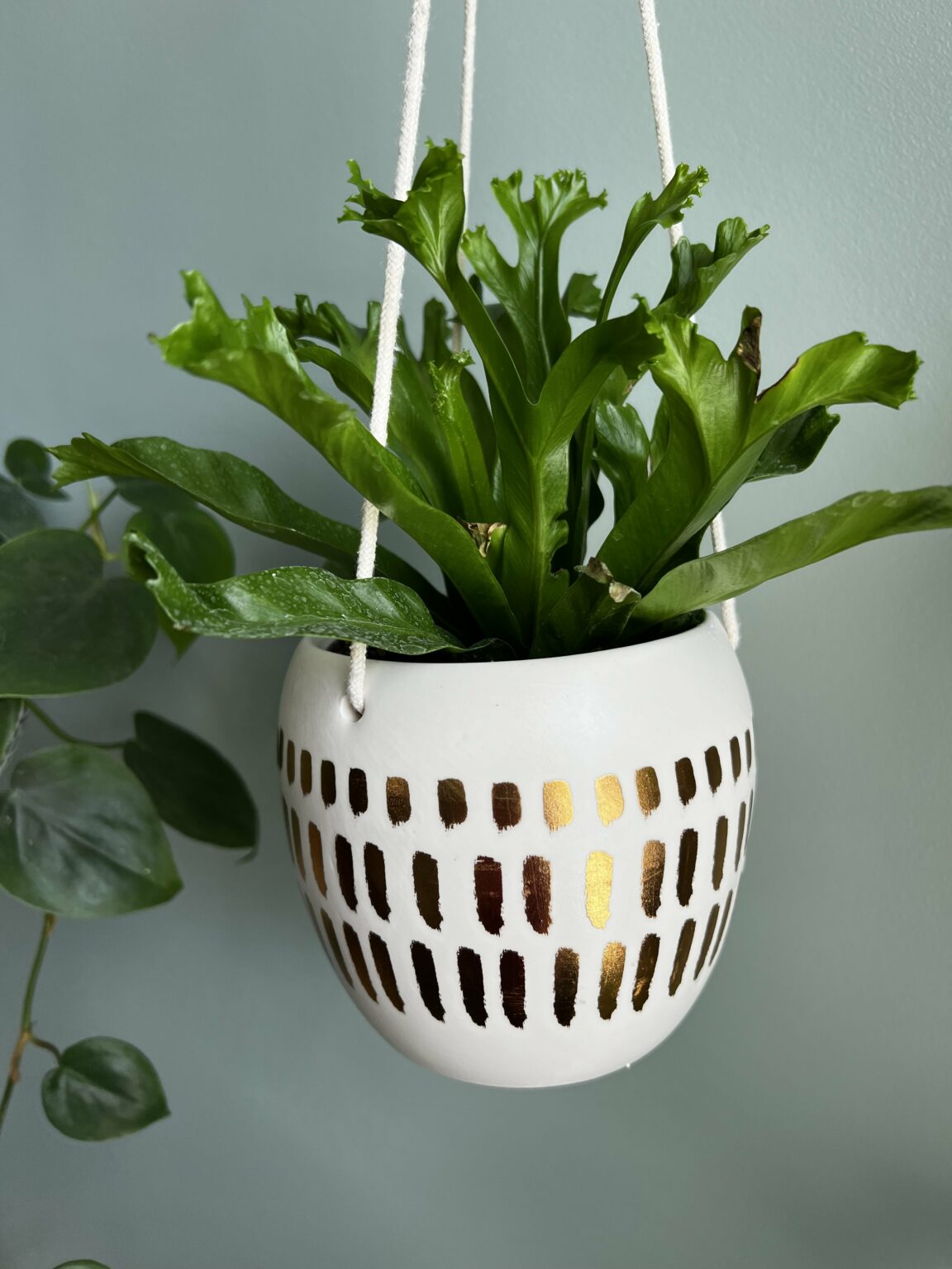 Leslie's crested birds nest fern care guide - keep your plants alive