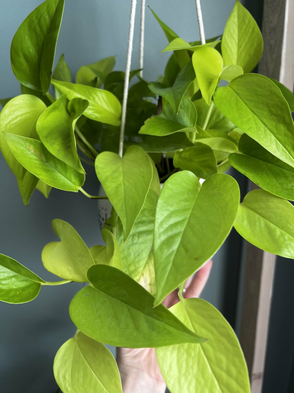 The complete Neon Pothos care guide - keep your plants alive