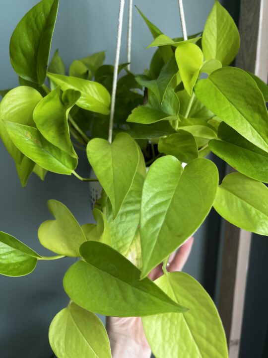 The complete Neon Pothos care guide - keep your plants alive