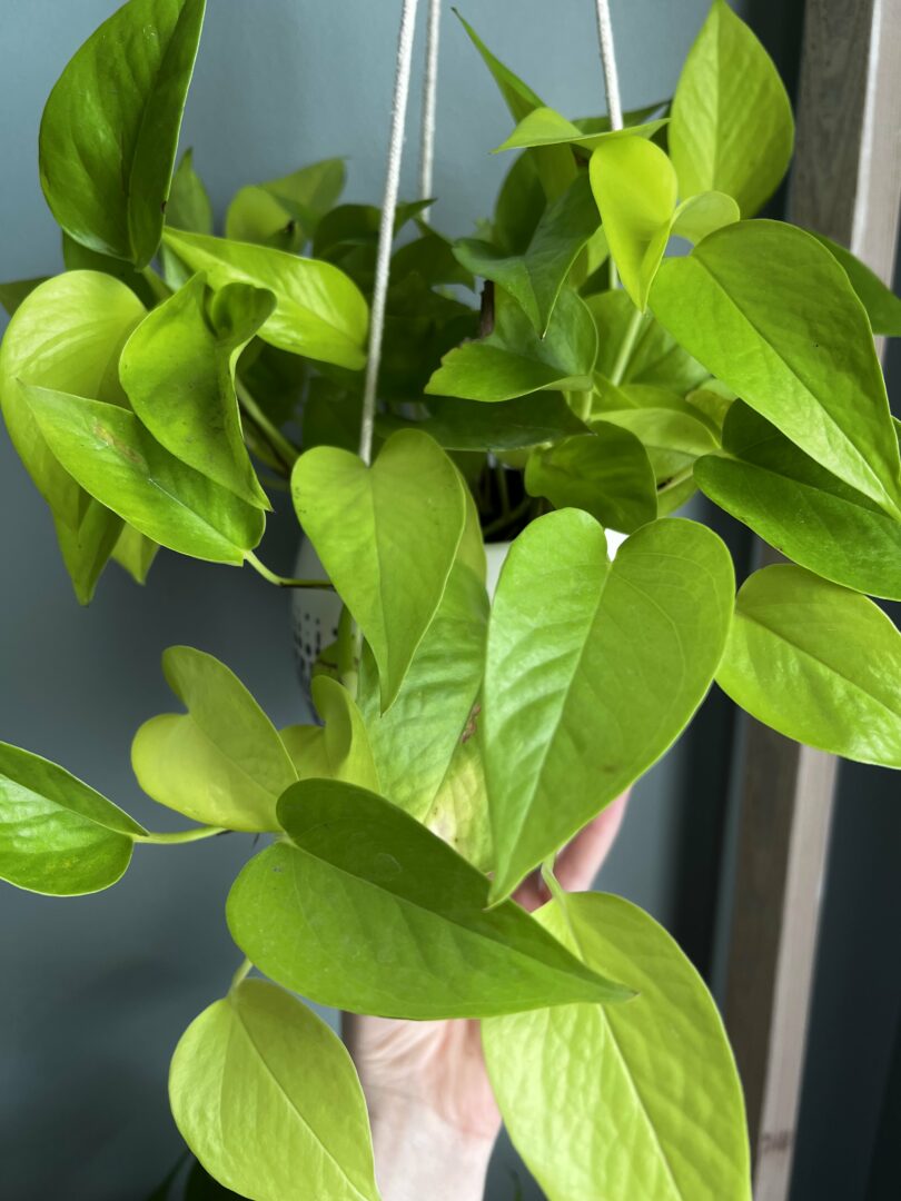 How to make pothos grow bigger leaves - keep your plants alive