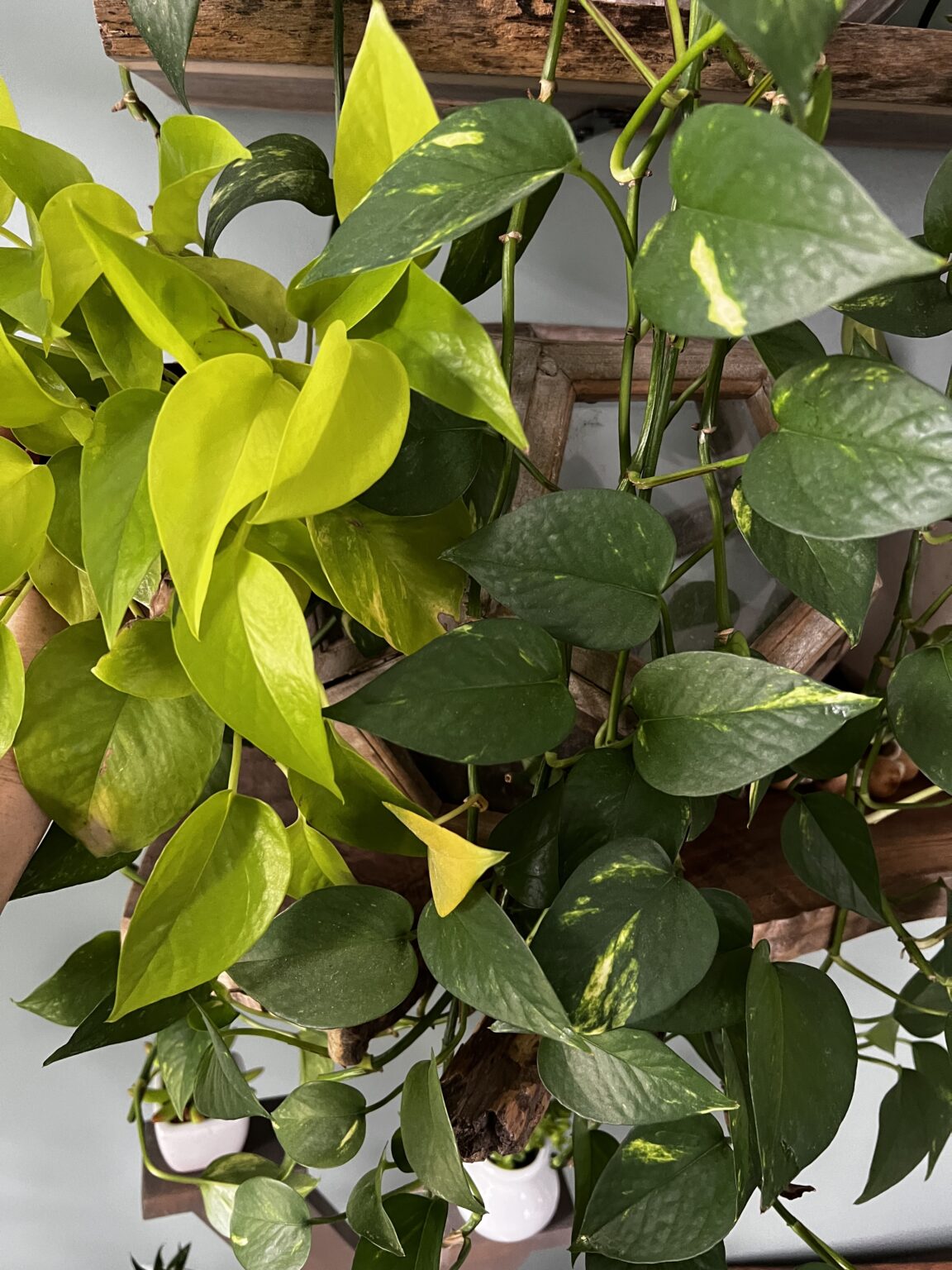 How to identify and treat common pothos pests - keep your plants alive