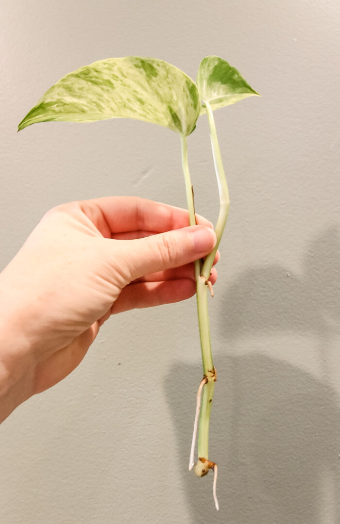 Pothos plant care: everything you need to know - keep your plants alive
