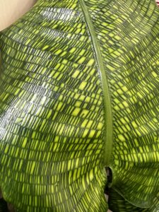 The complete Calathea Network care guide - keep your plants alive