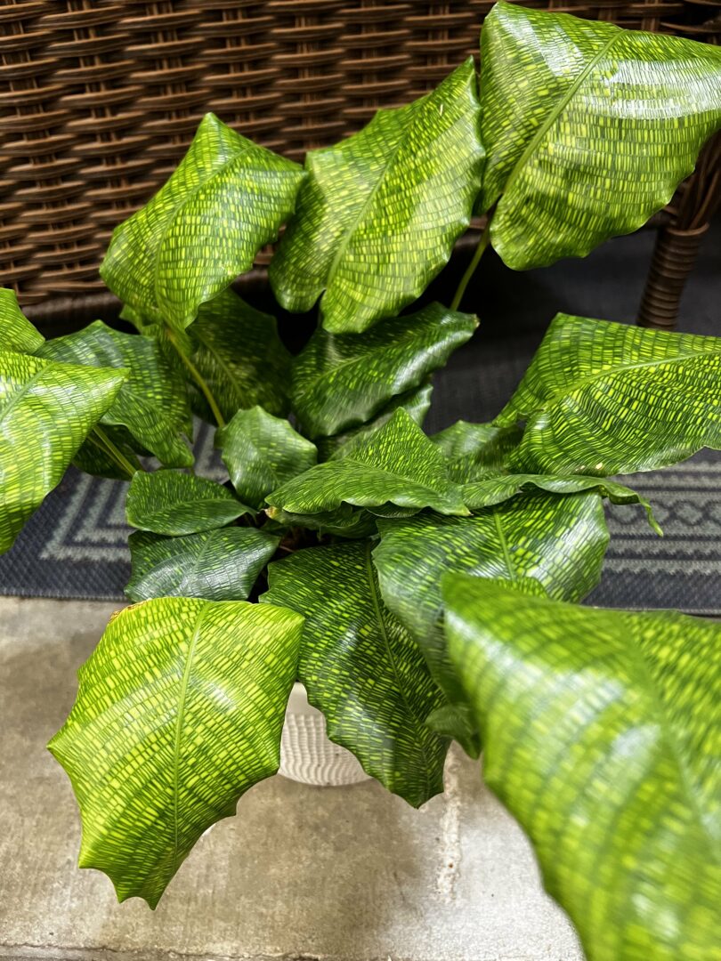 The complete Calathea Network care guide - keep your plants alive