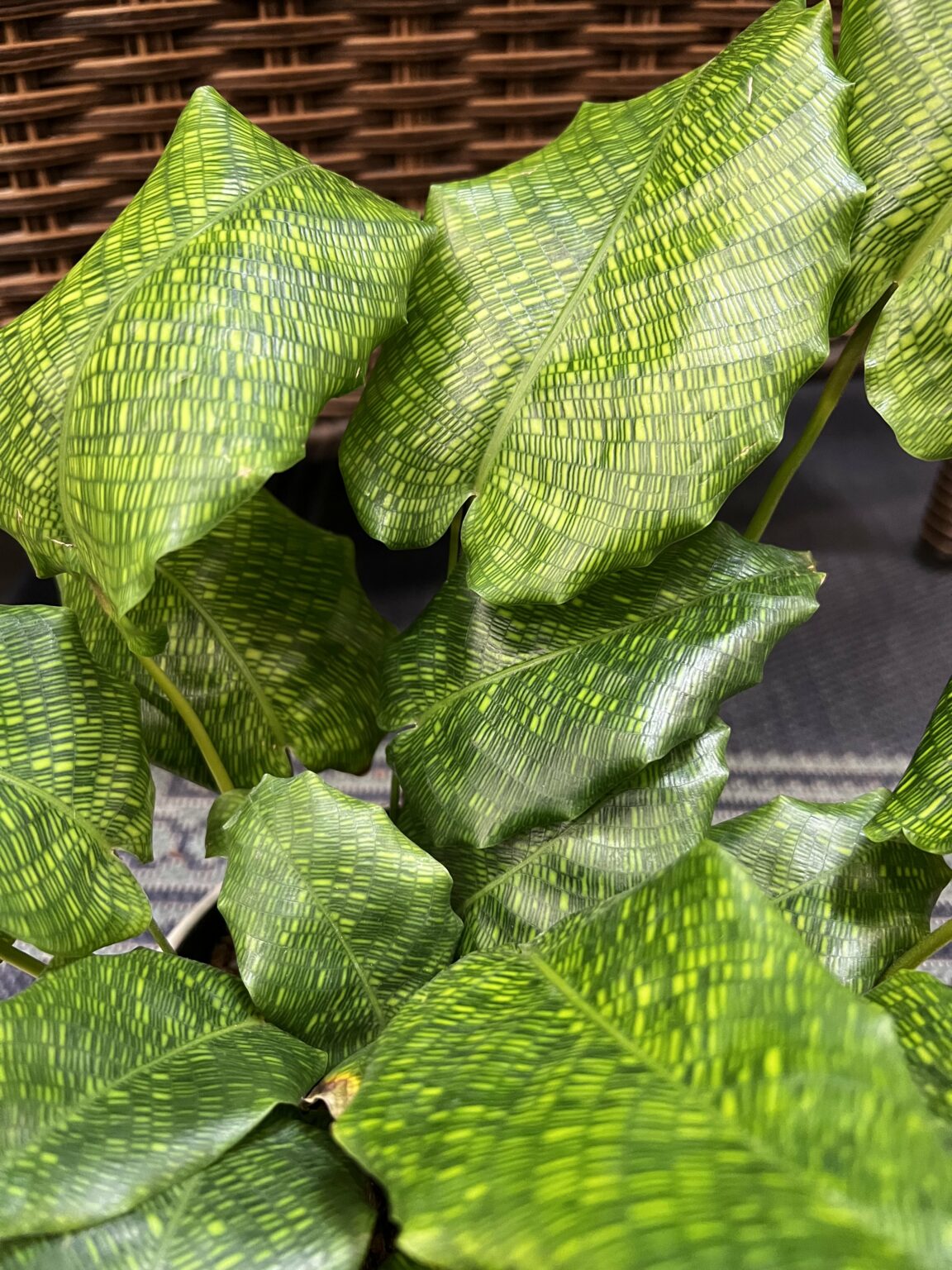 The complete Calathea Network care guide - keep your plants alive