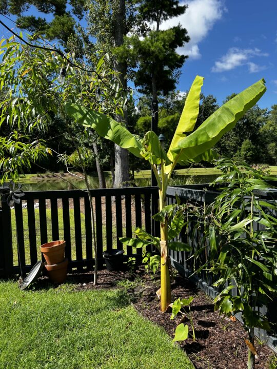 Blue java ice cream banana tree care guide - keep your plants alive