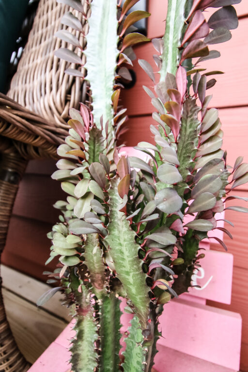 African Milk Tree: complete care guide - keep your plants alive