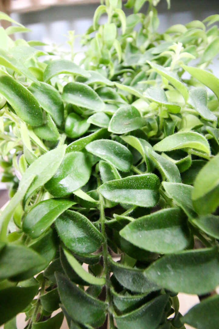 Twisted Lipstick Plant Care Guide - keep your plants alive