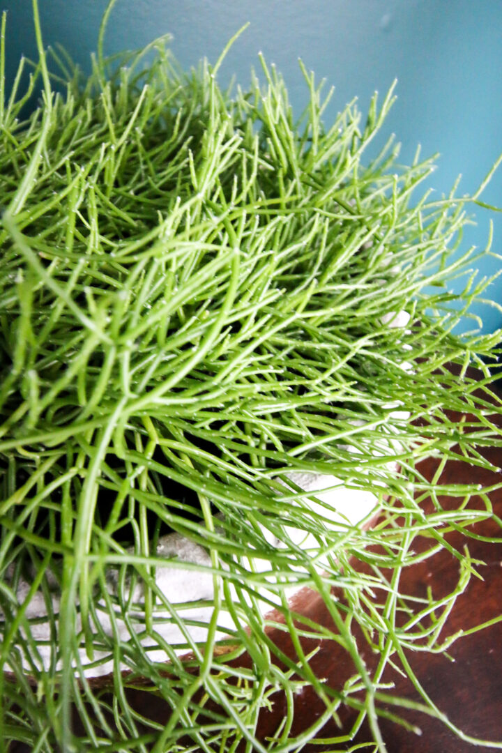 Trailing Mistletoe Cactus care guide (rhipsalis capilliformis) - keep ...