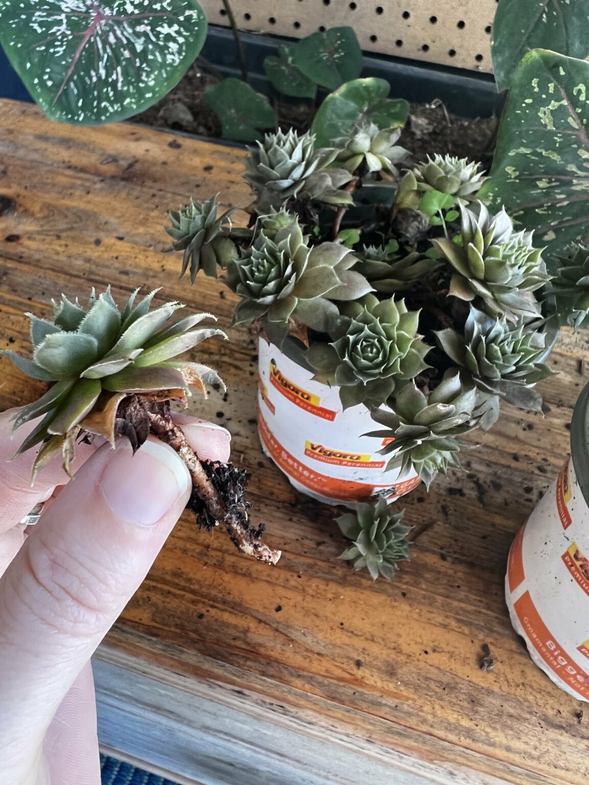 How to separate hens and chicks plants - keep your plants alive