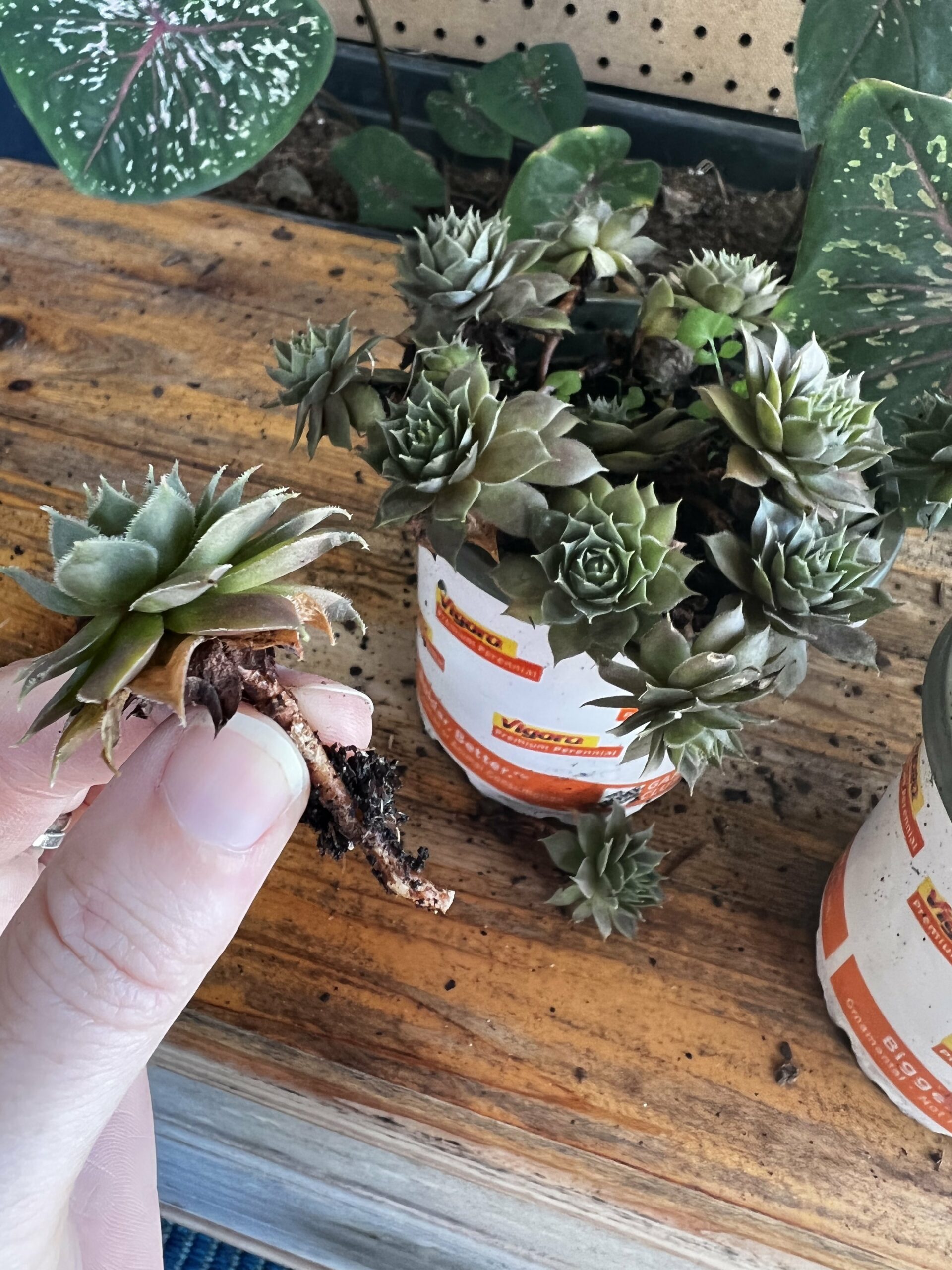 How to separate hens and chicks plants - keep your plants alive