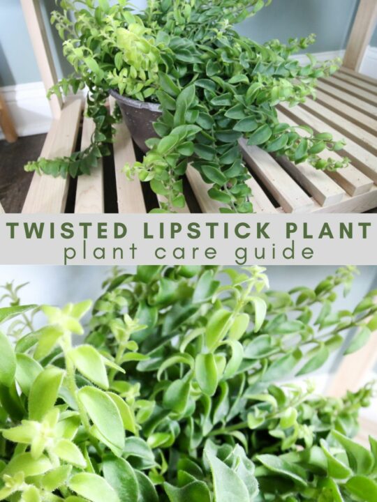 Trailing Mistletoe Cactus care guide (rhipsalis capilliformis) - keep ...