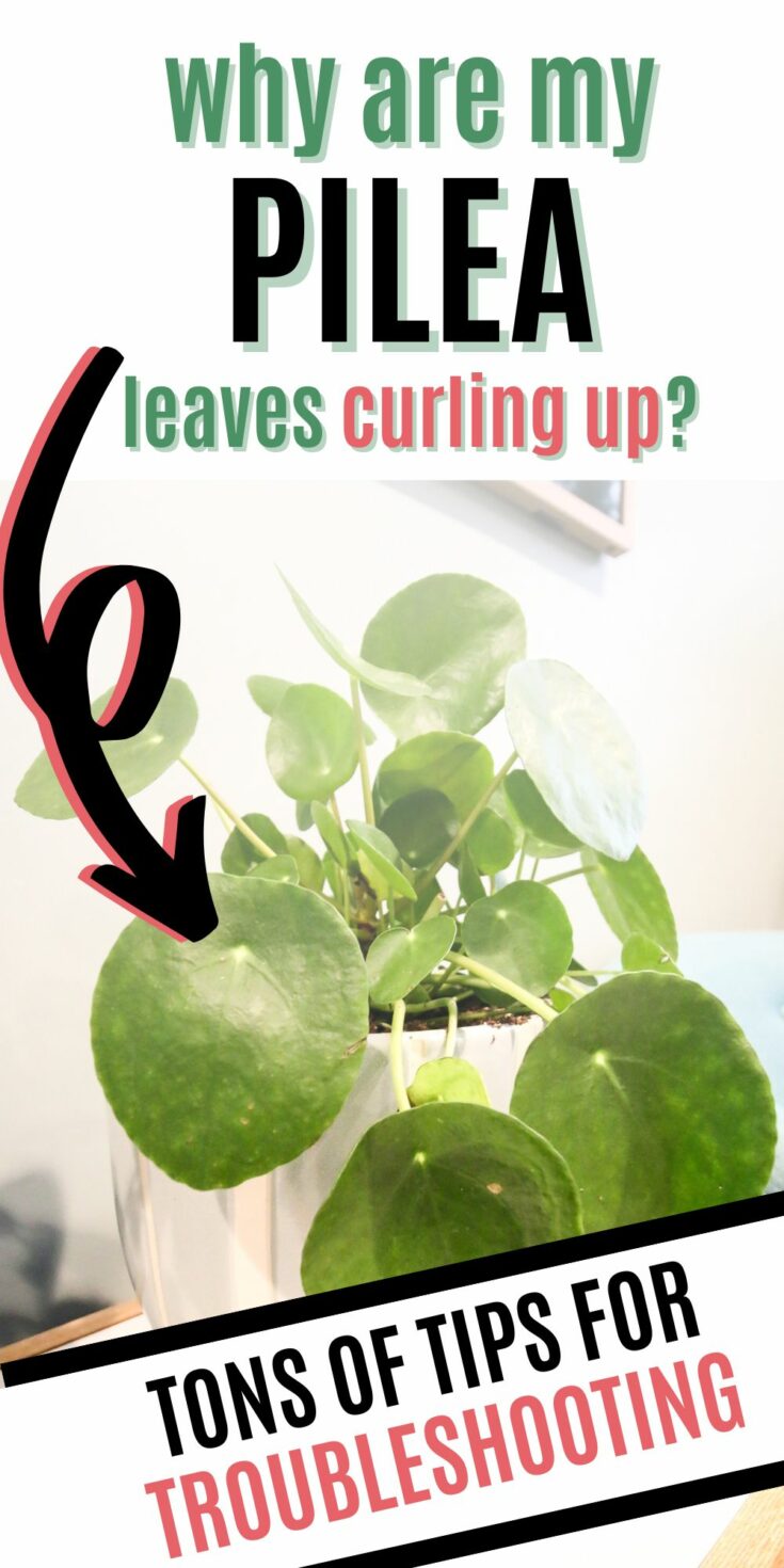 Why are my pilea peperomioides leaves curling? - keep your plants alive