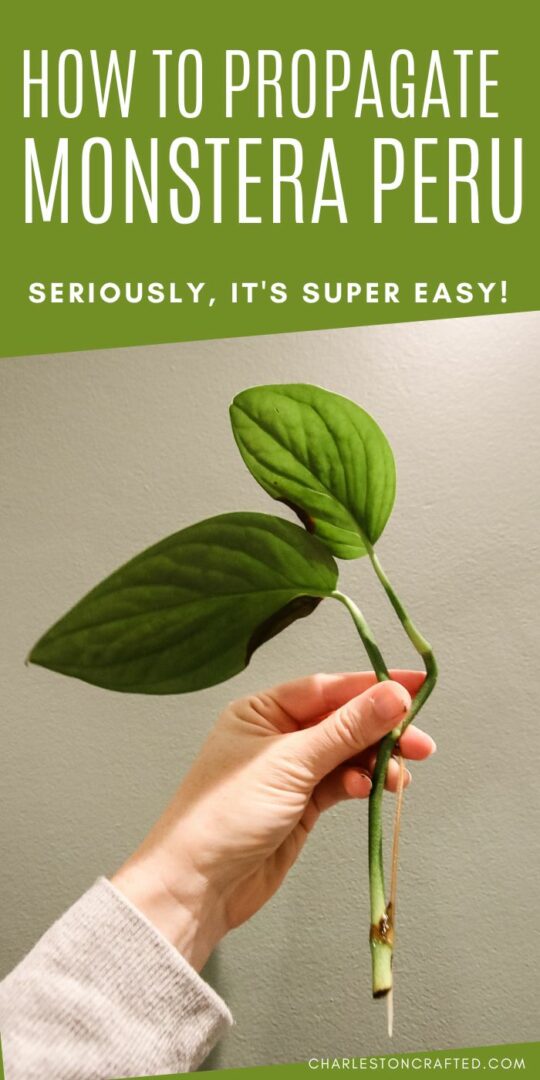 How to propagate monstera peru - keep your plants alive