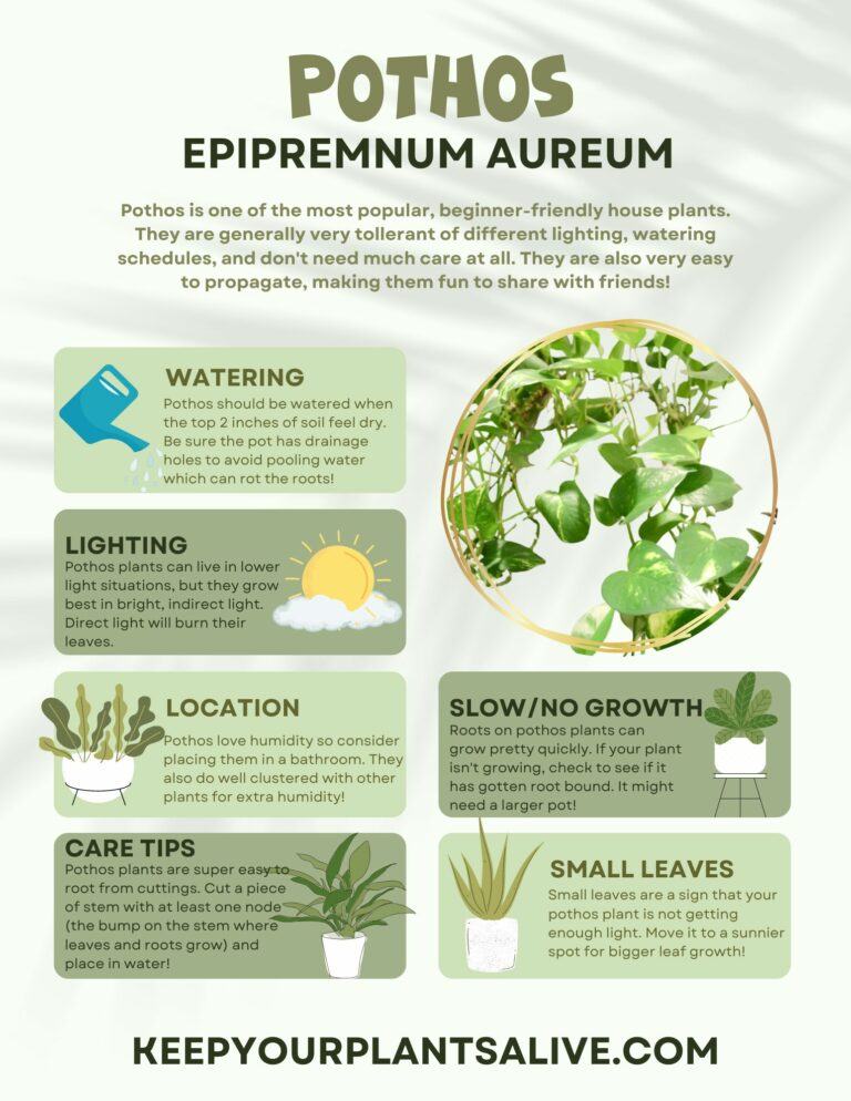 Can you propagate pothos without a leaf? - keep your plants alive