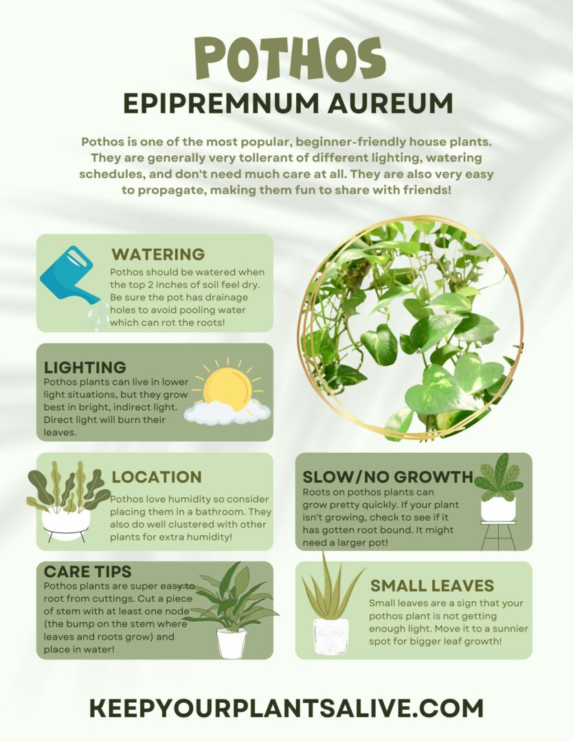 How to care for your pothos during winter - keep your plants alive