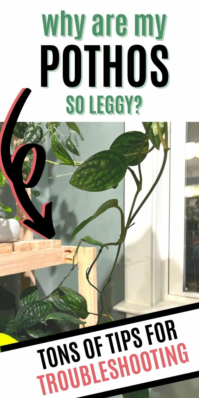 Why is my pothos leggy & how to fix it! - keep your plants alive