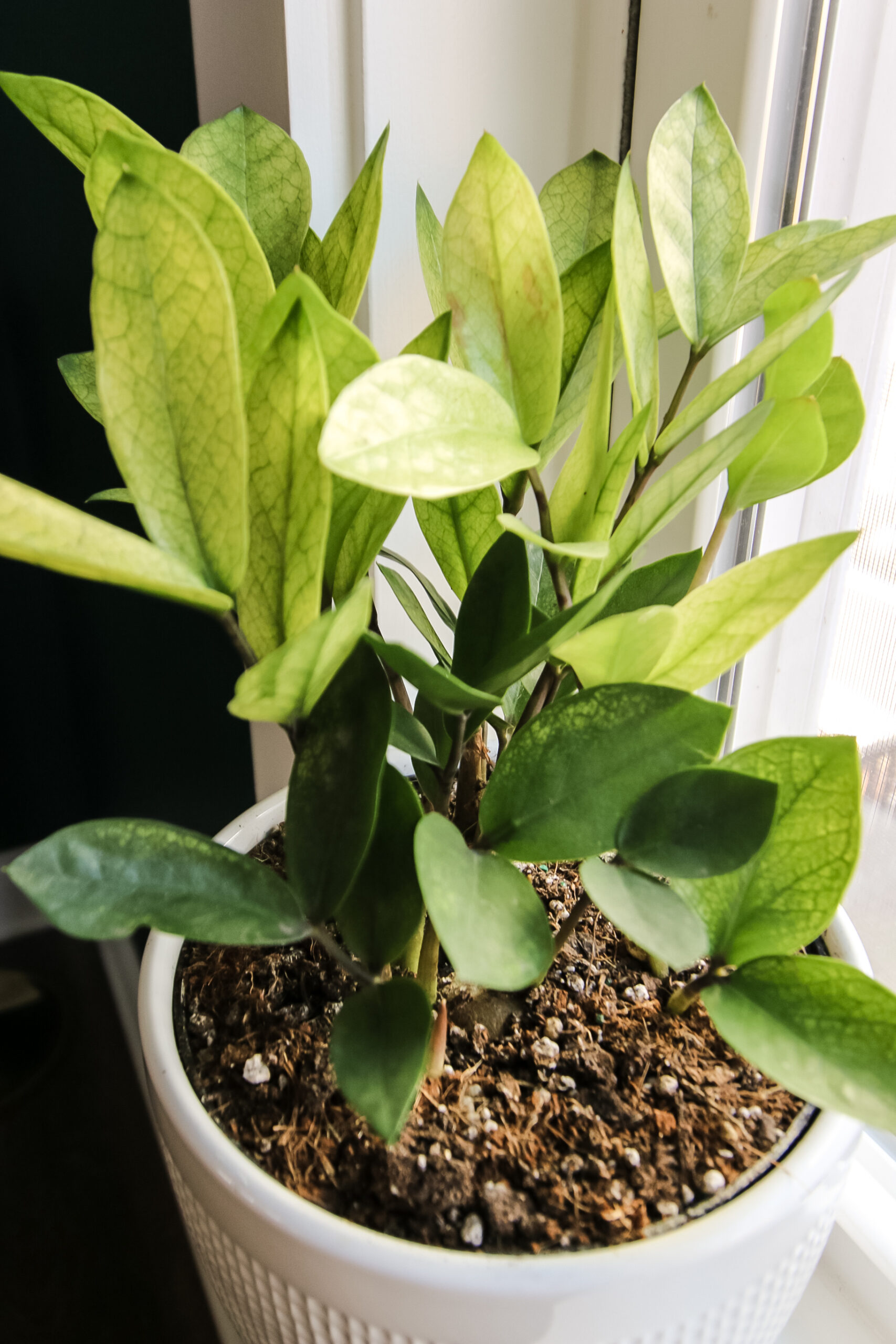 ZZ Plants: Everything you need to know - keep your plants alive