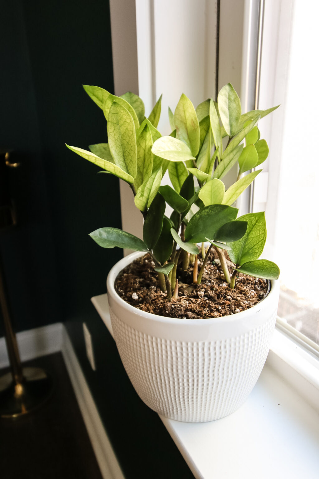 How to Divide & Repot a ZZ Plant: Your Ultimate Guide - keep your ...