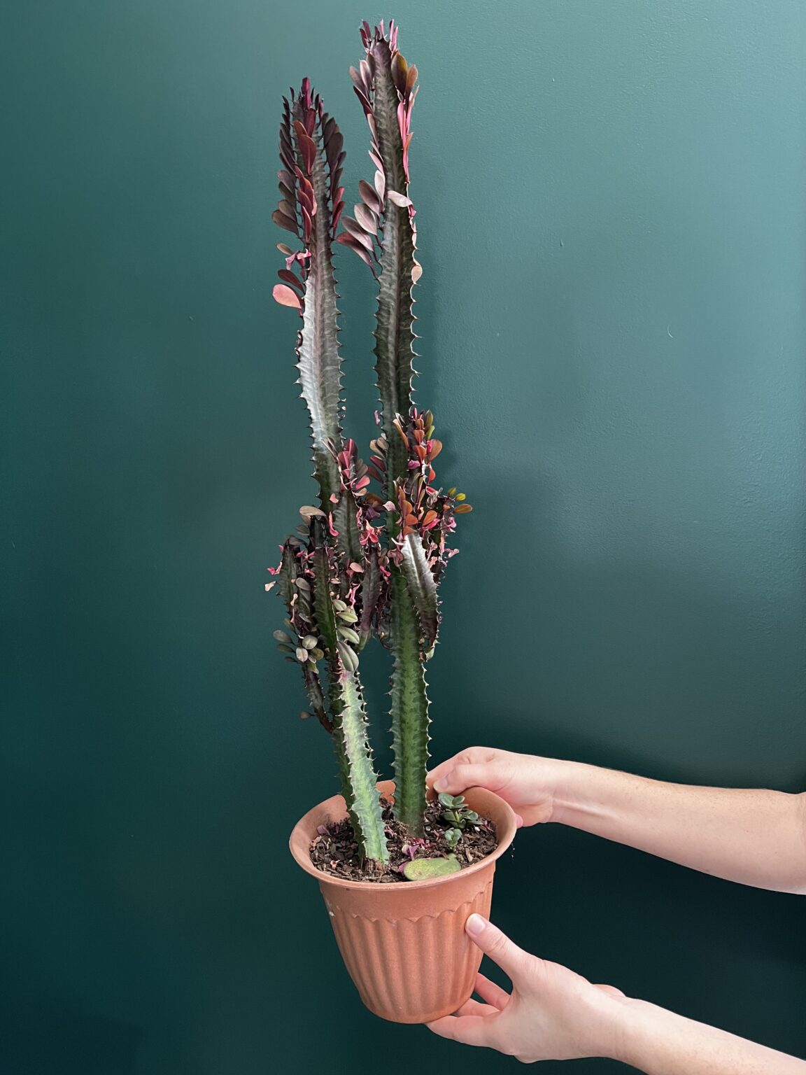 African Milk Tree: complete care guide - keep your plants alive