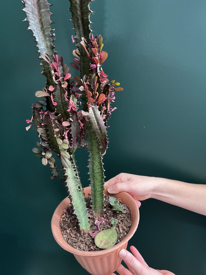 African Milk Tree: complete care guide - keep your plants alive