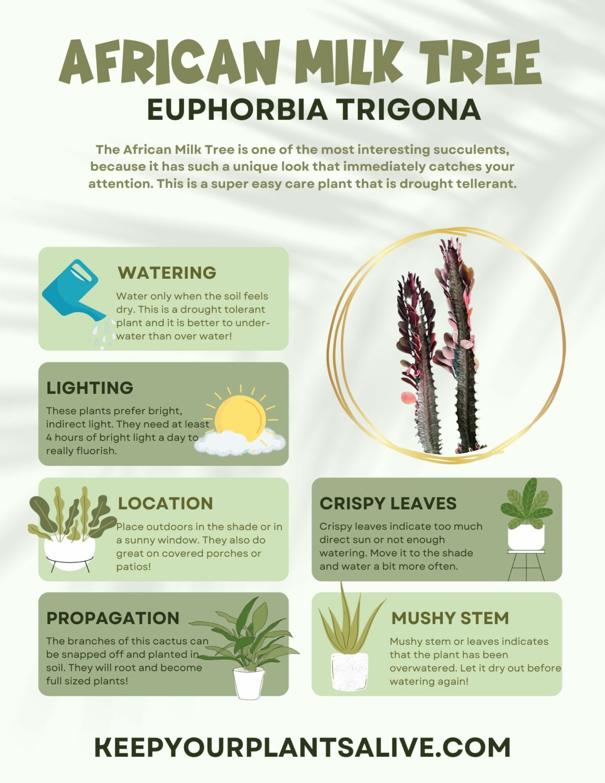 Printable Plant Care Guides - keep your plants alive