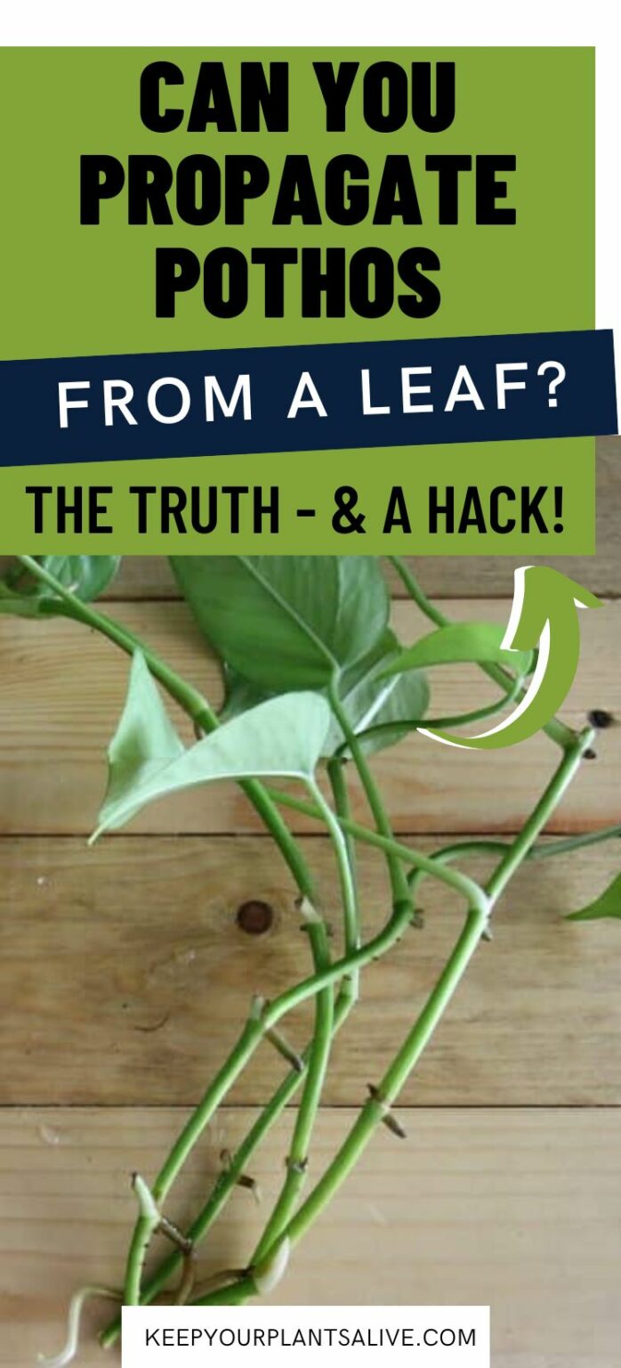 Can you propagate pothos from a leaf? - keep your plants alive