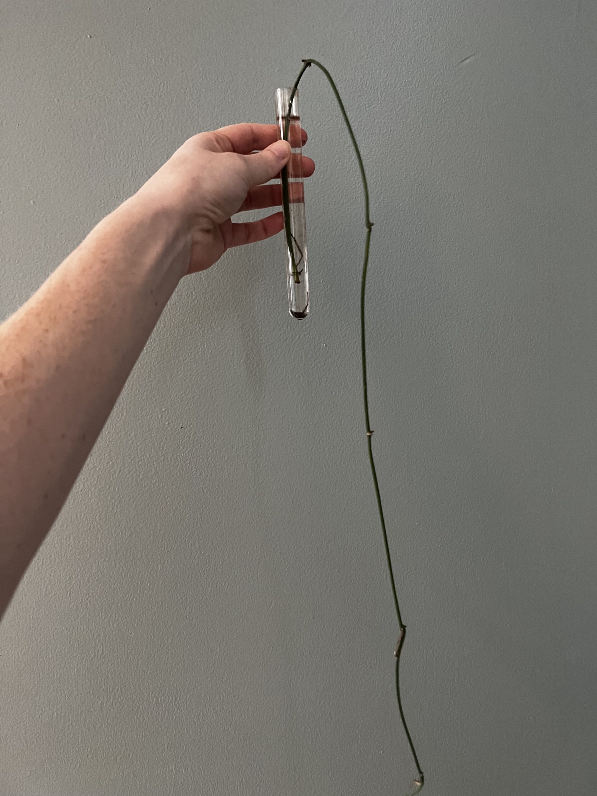 Can you propagate a long pothos vine? - keep your plants alive