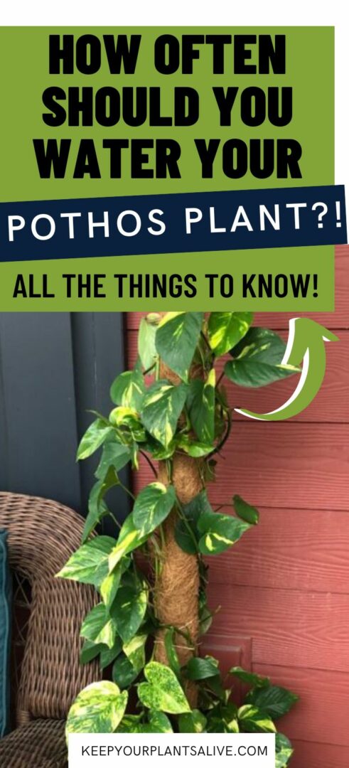 How often to water pothos plants - keep your plants alive