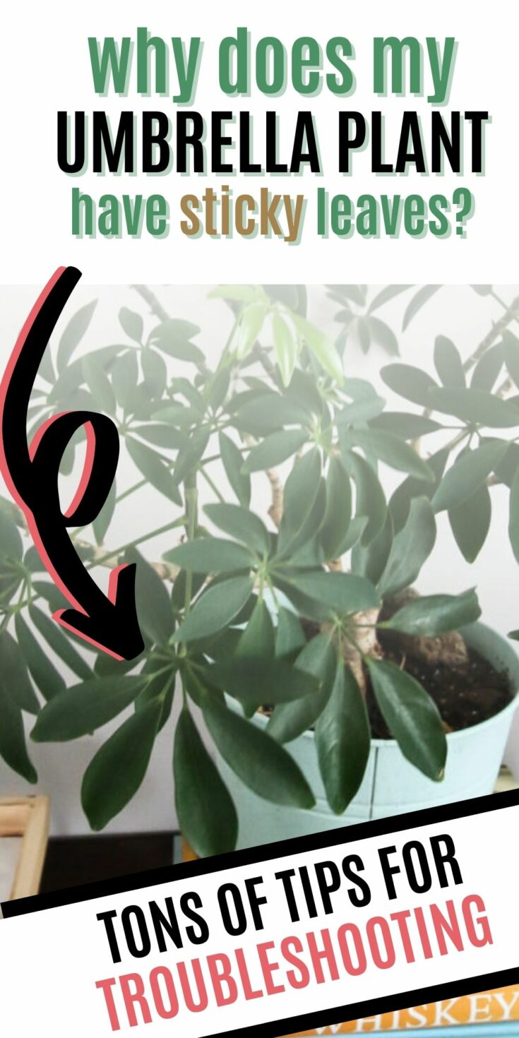 Why does my umbrella plant have sticky leaves - and how to fix them ...