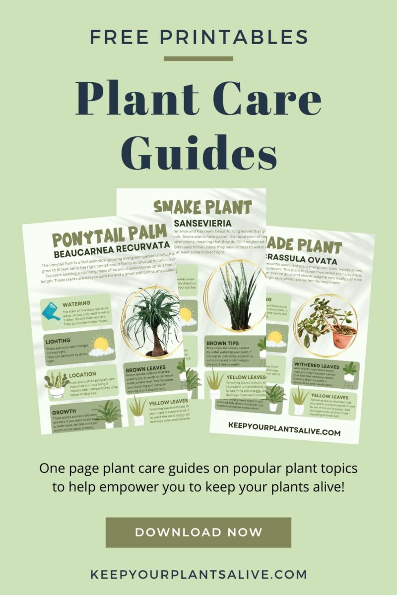 Printable Plant Care Guides - keep your plants alive
